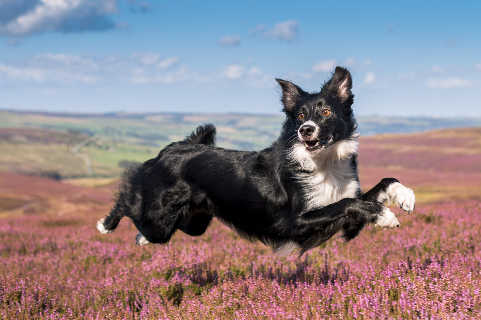 Using Natural Light in Pet Photography - Inspawration Photography