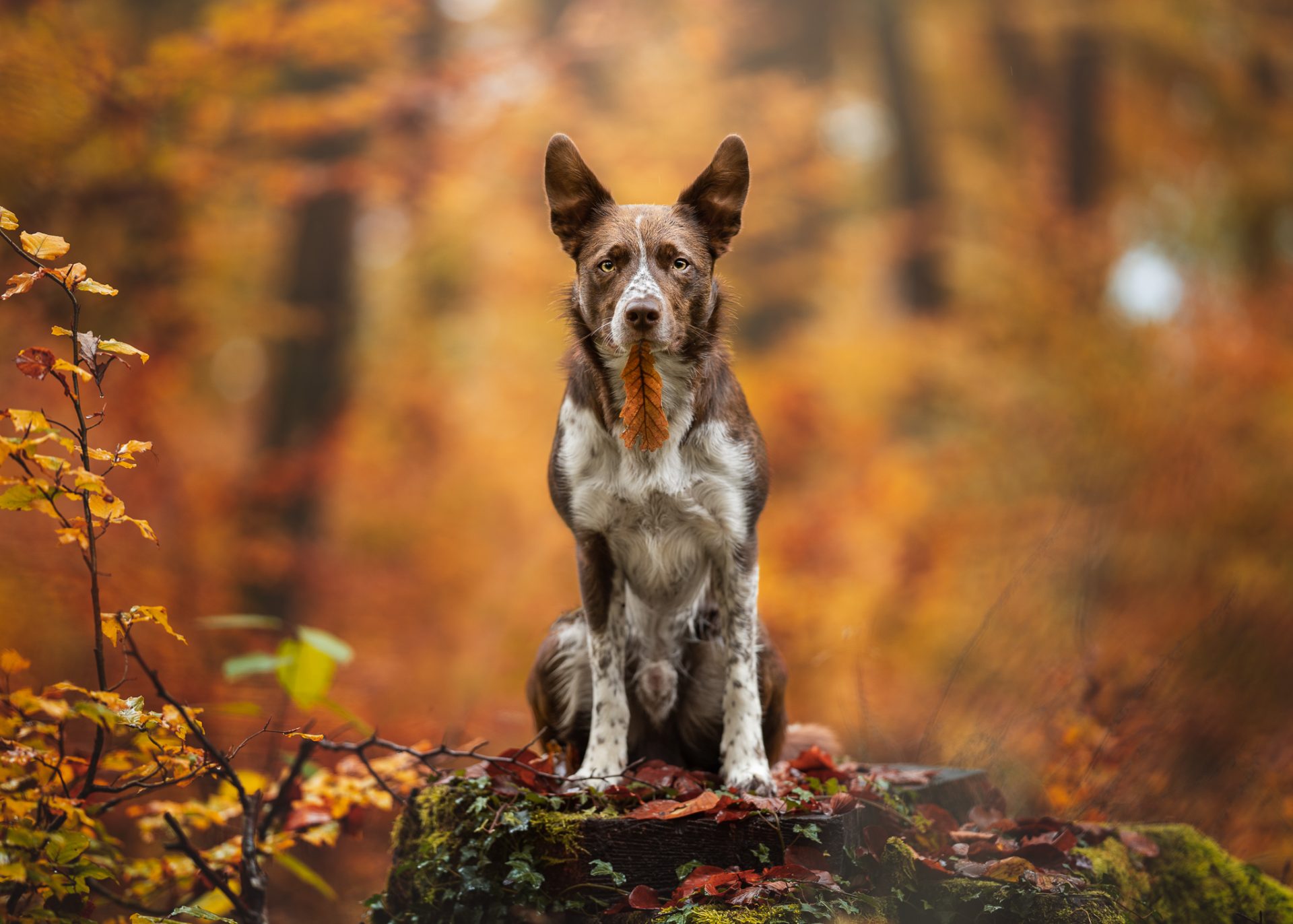 Creating Perfect Autumn Pet Photos - Inspawration Photography