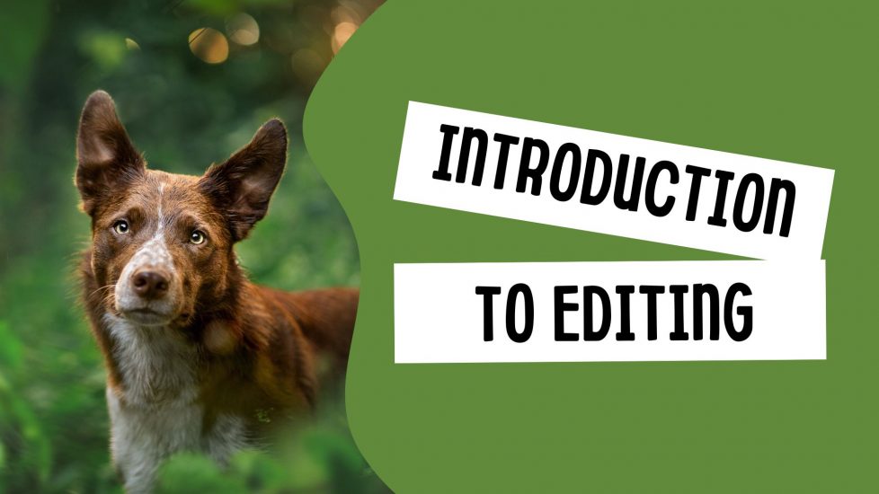 Introduction to Editing - Inspawration Photography