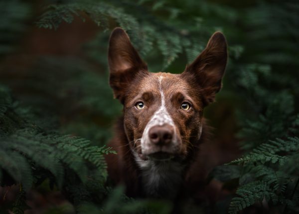 When (and why) Should You Underexpose Your Dog Portraits ...