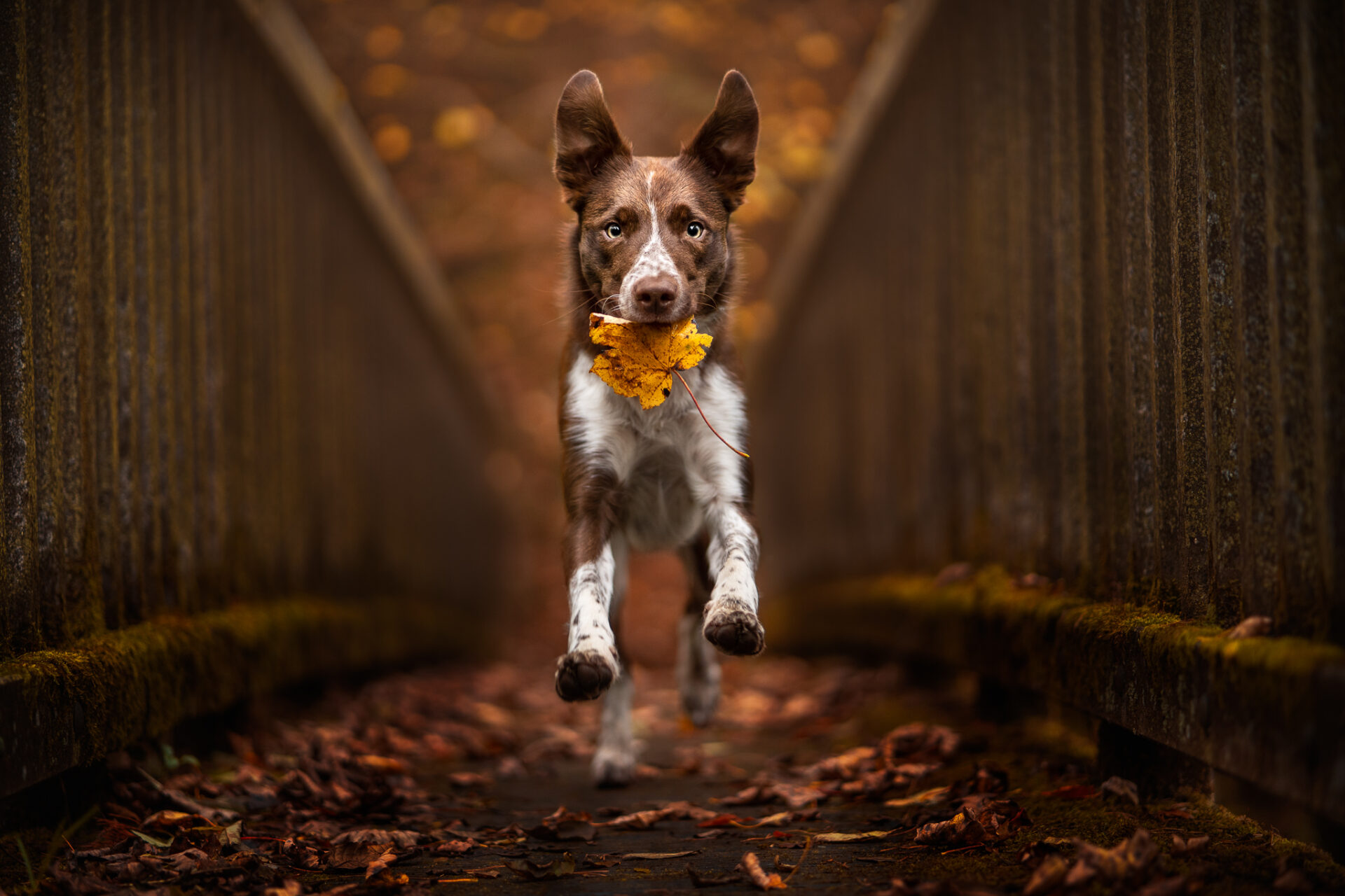 Creating Perfect Autumn Pet Photos - Inspawration Photography