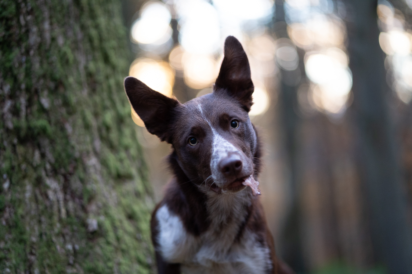 When (and why) Should You Underexpose Your Dog Portraits ...
