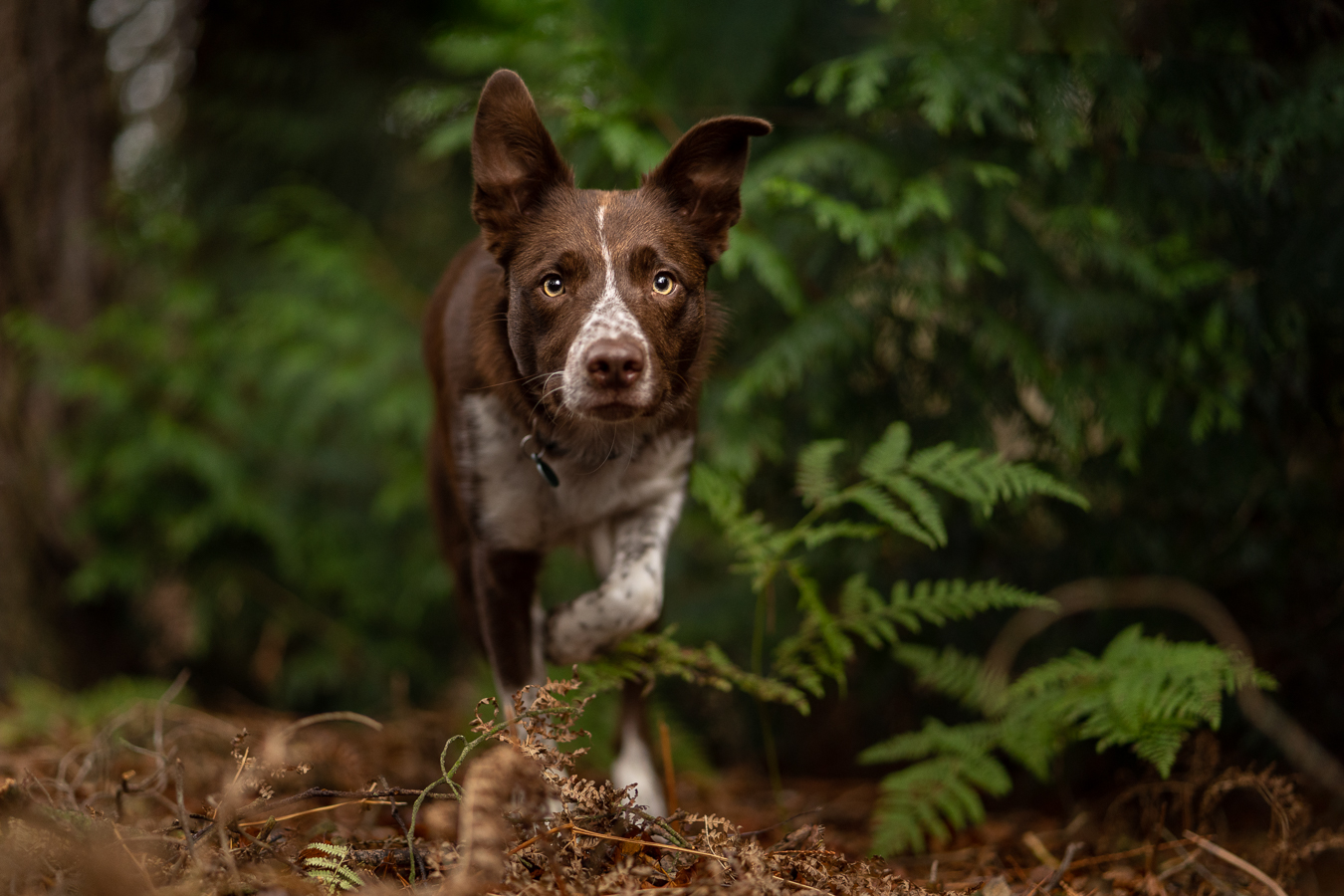 How to Make More Background for your Pet Photos - Inspawration Photography