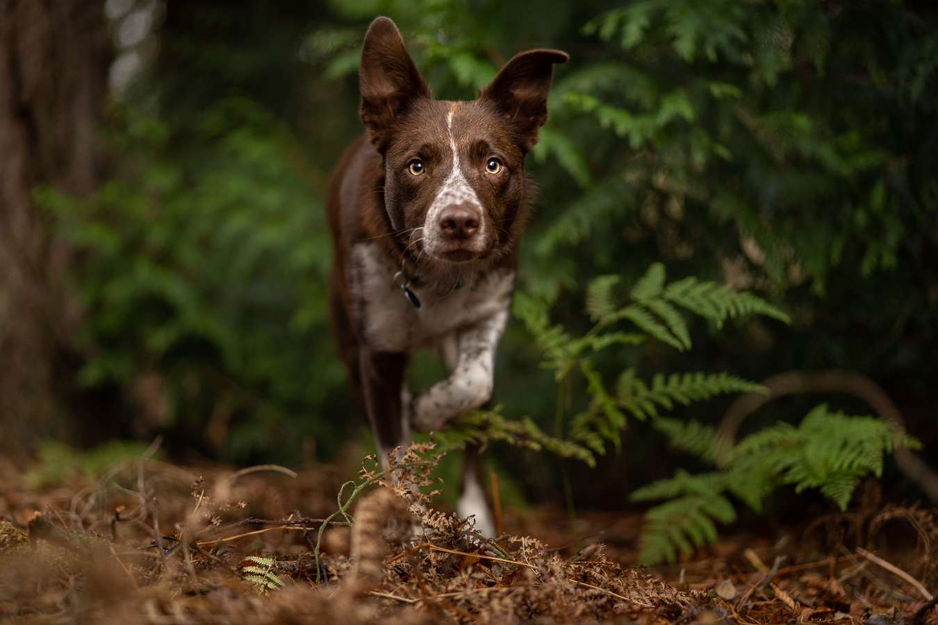 How to Make More Background for your Pet Photos - Inspawration Photography