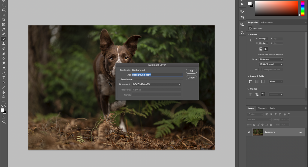 How to Make More Background for your Pet Photos - Inspawration Photography