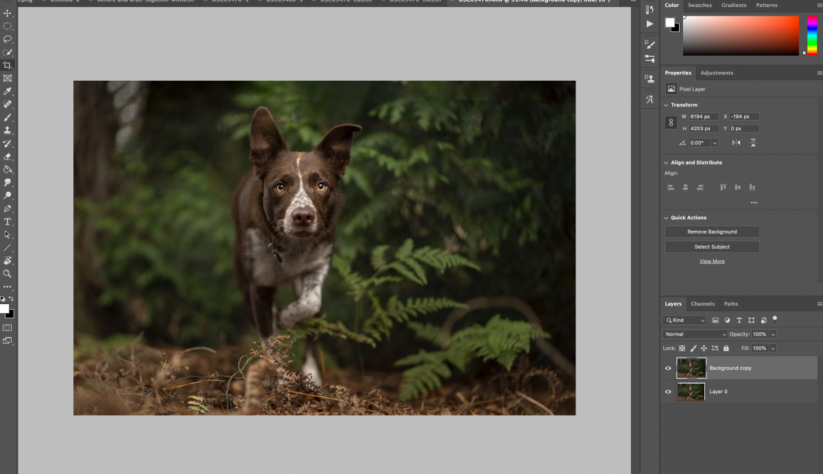How to Make More Background for your Pet Photos - Inspawration Photography