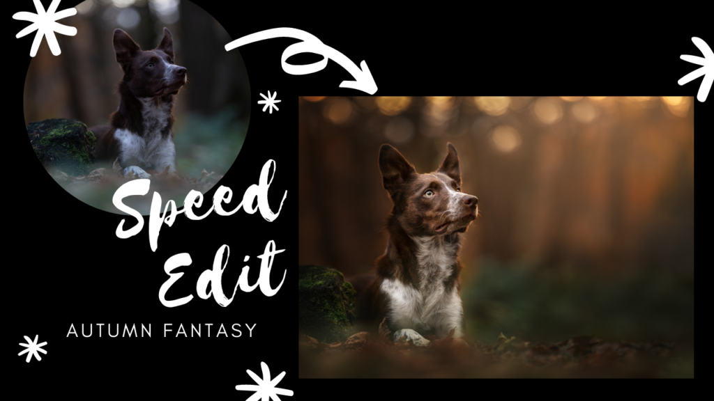 How to Edit Pet Eyes - Inspawration Photography
