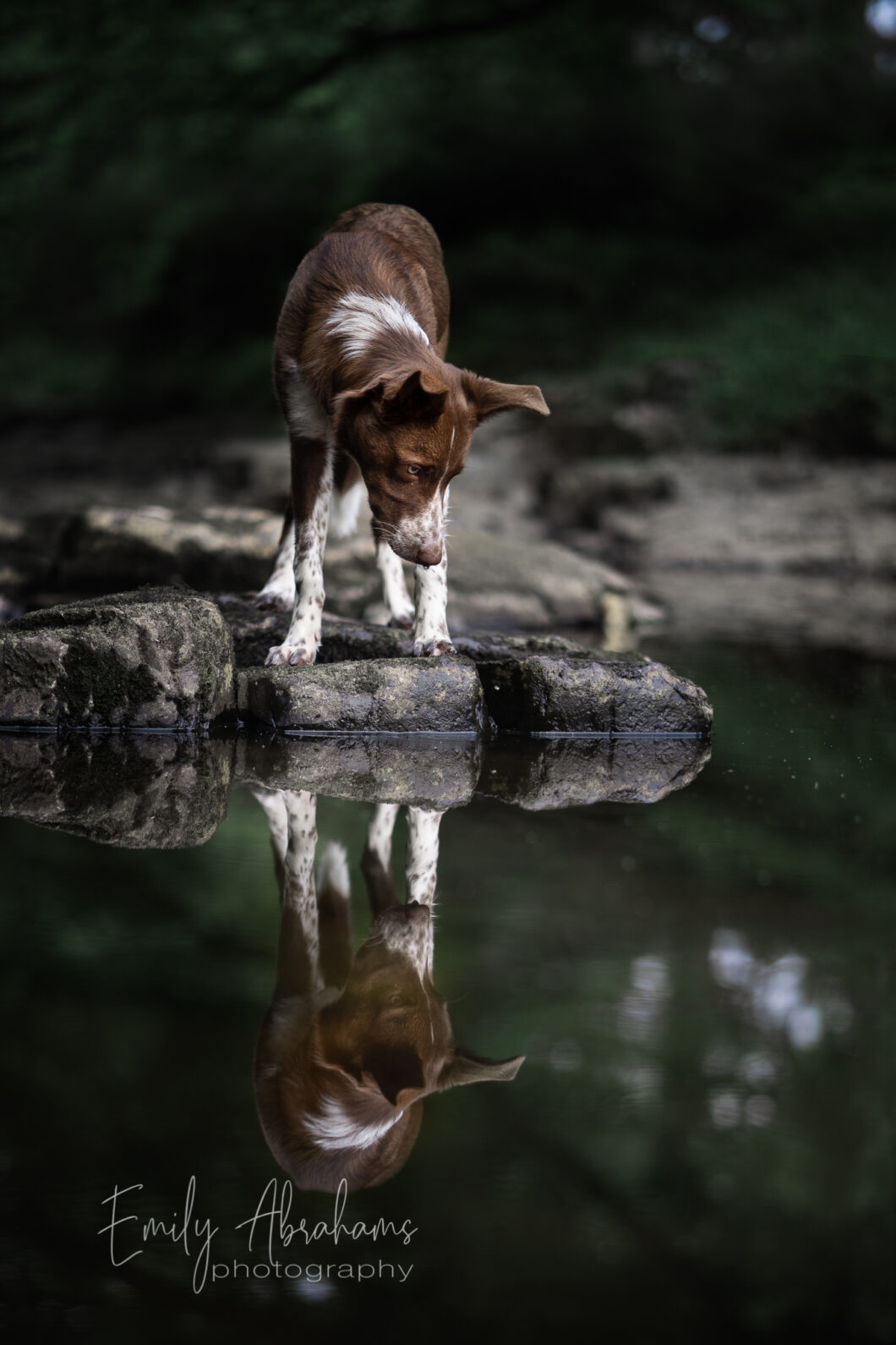 How to Get Your Dog to Look at the Camera for Photos - Inspawration ...