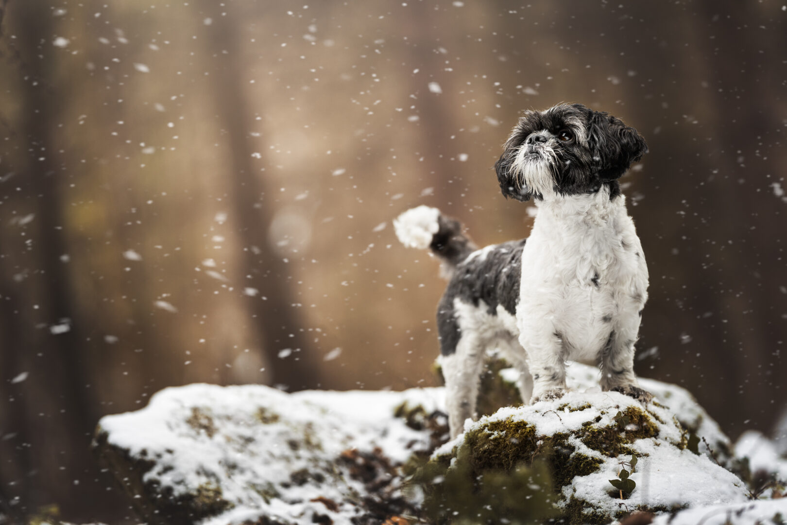 How to Get Your Dog to Look at the Camera for Photos - Inspawration ...