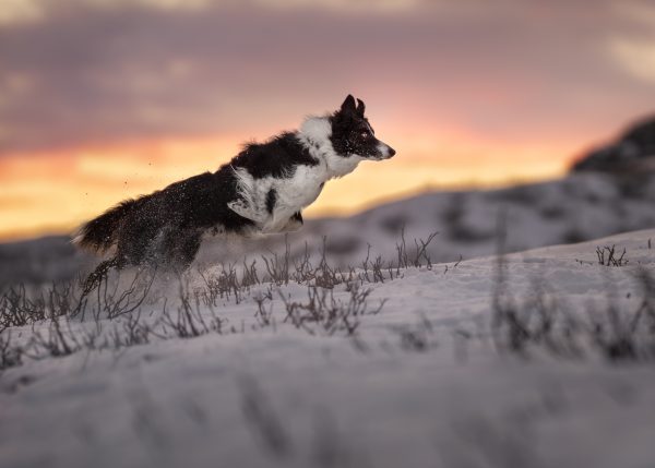 When (and why) Should You Underexpose Your Dog Portraits ...