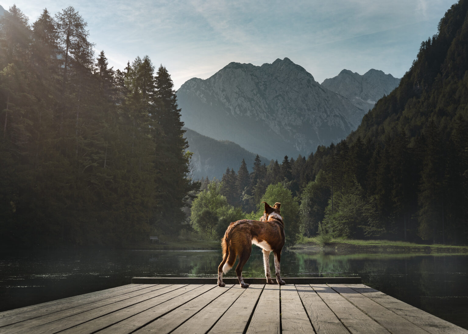 Camera Settings For Perfect Dog Photos - Inspawration Photography