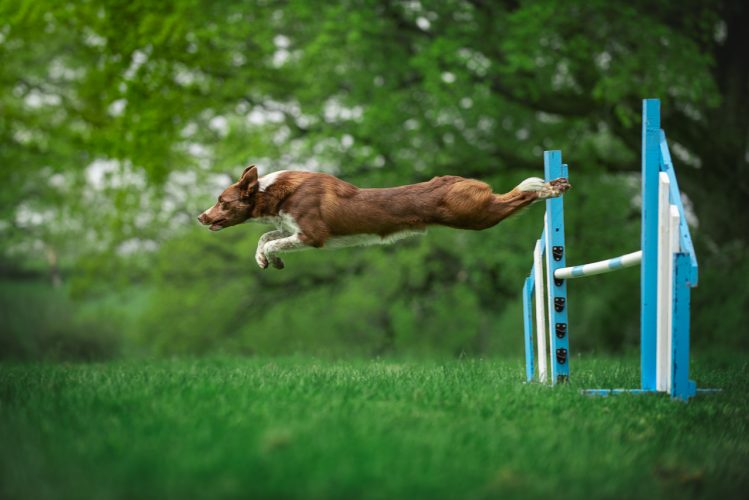 Tips for Photographing Running Dogs! - Inspawration Photography