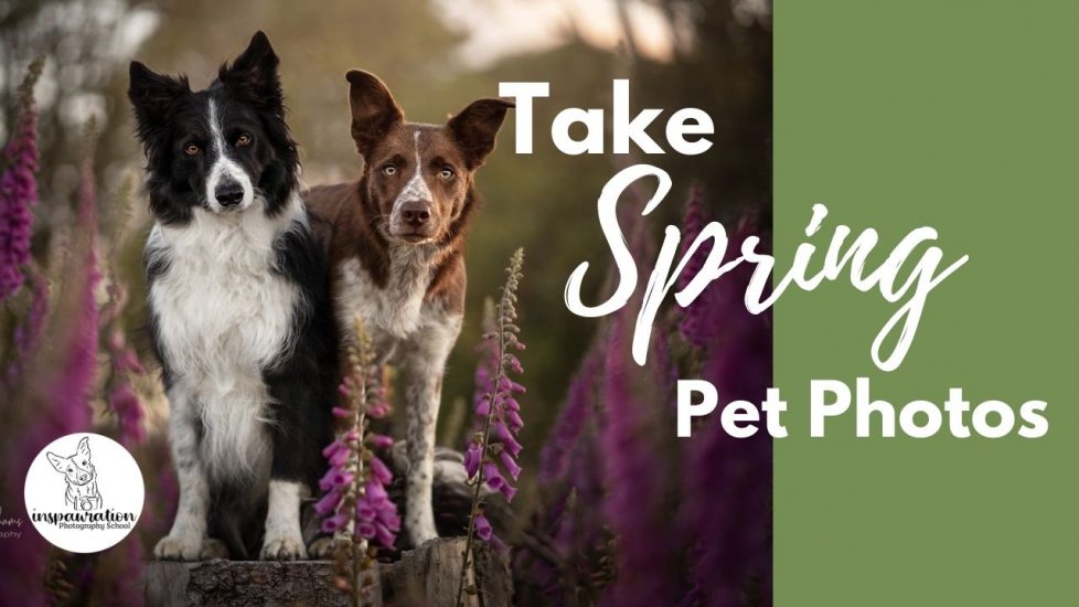 How to Take Spring Photos of your Pet in the Flowers - Inspawration ...