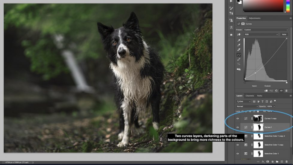 Changing the Colours in your Pet Photos - Inspawration Photography