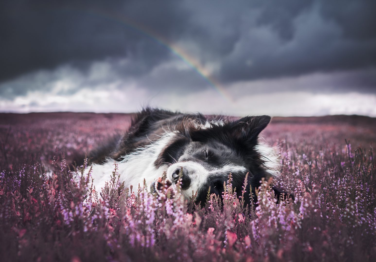 How to Take Spring Photos of your Pet in the Flowers - Inspawration ...