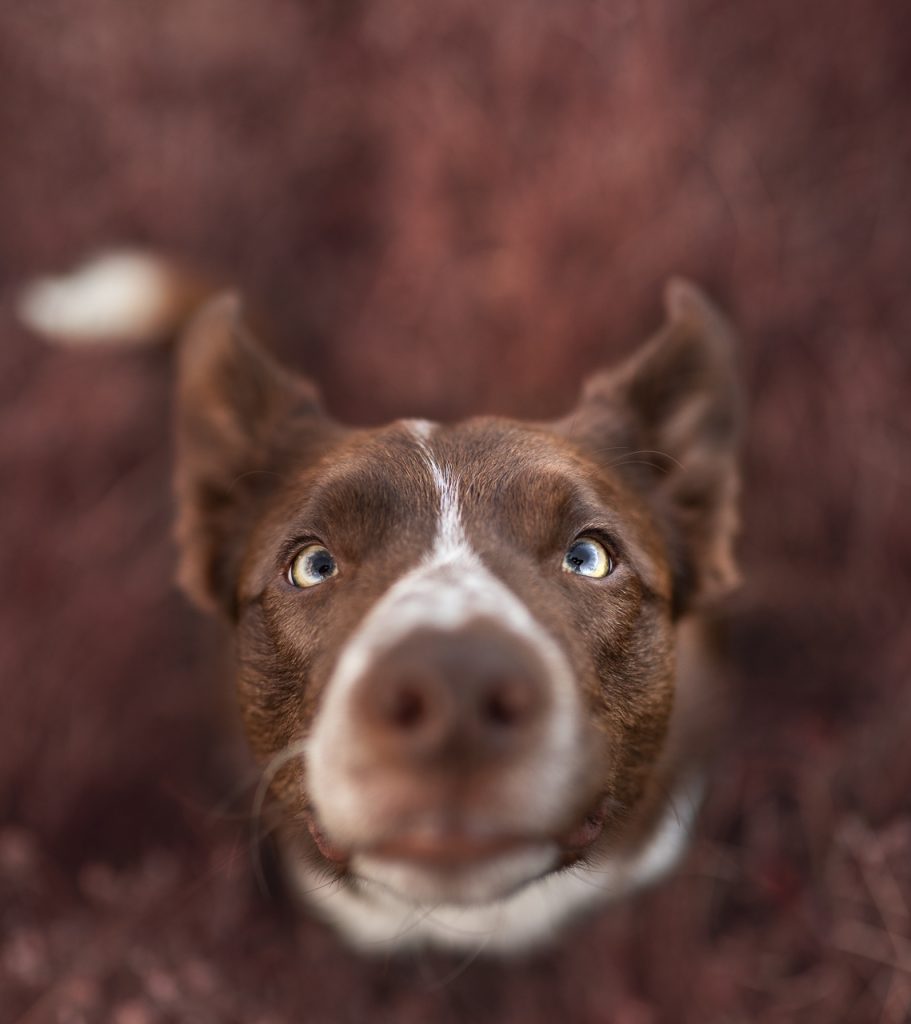 How to Take Spring Photos of your Pet in the Flowers - Inspawration ...