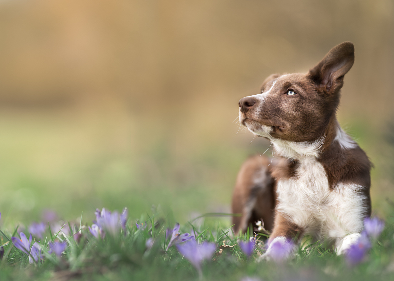 How to Take Spring Photos of your Pet in the Flowers - Inspawration ...
