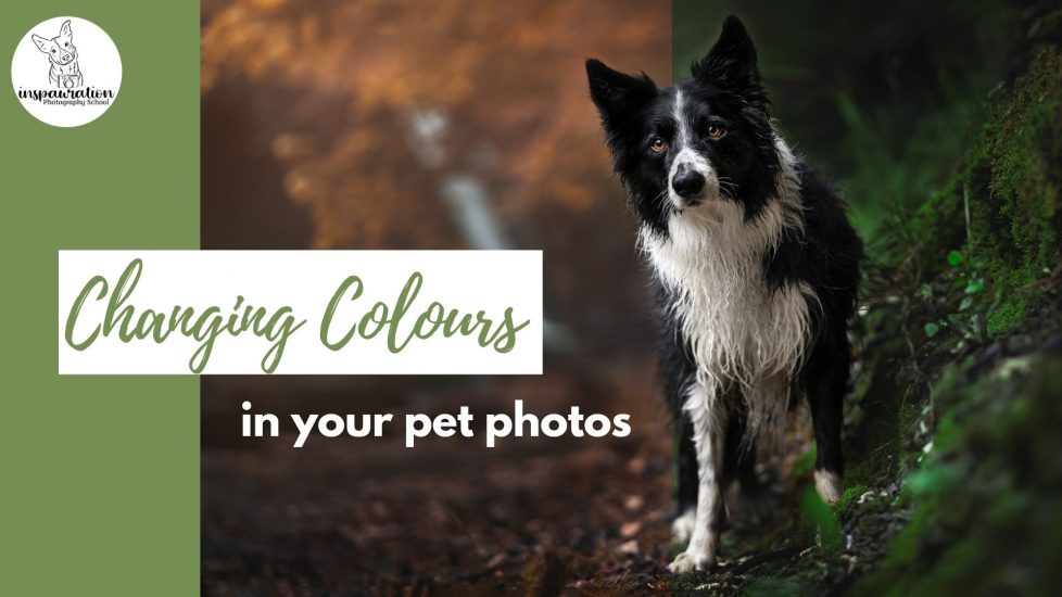 Changing the Colours in your Pet Photos - Inspawration Photography