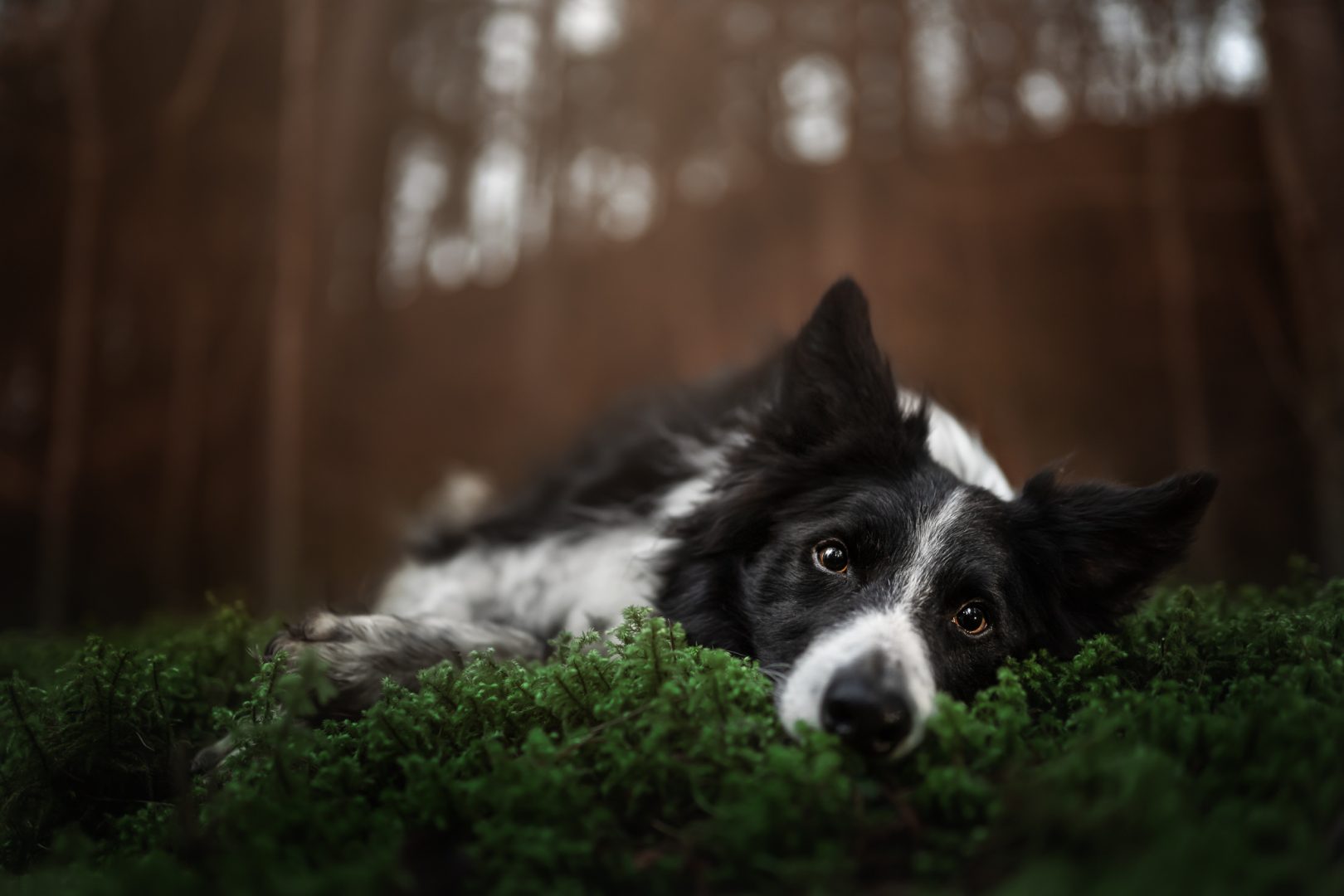 How To Photograph Dogs: Finding Perfect Focus