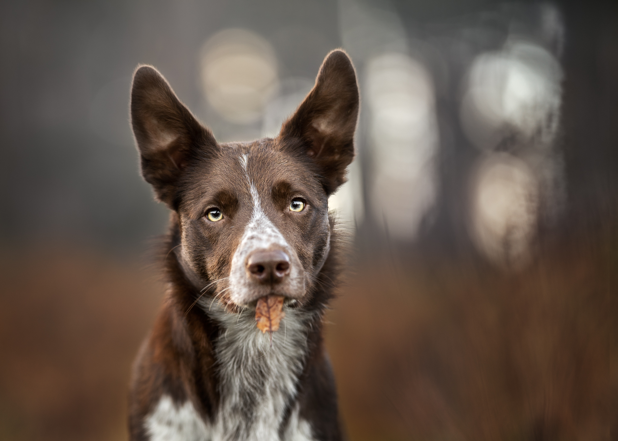 How To Photograph Dogs: Finding Perfect Focus