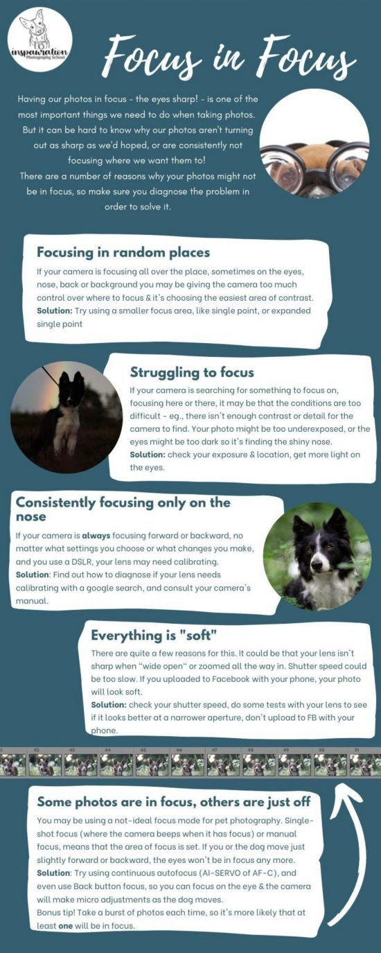 How To Photograph Dogs: Finding Perfect Focus