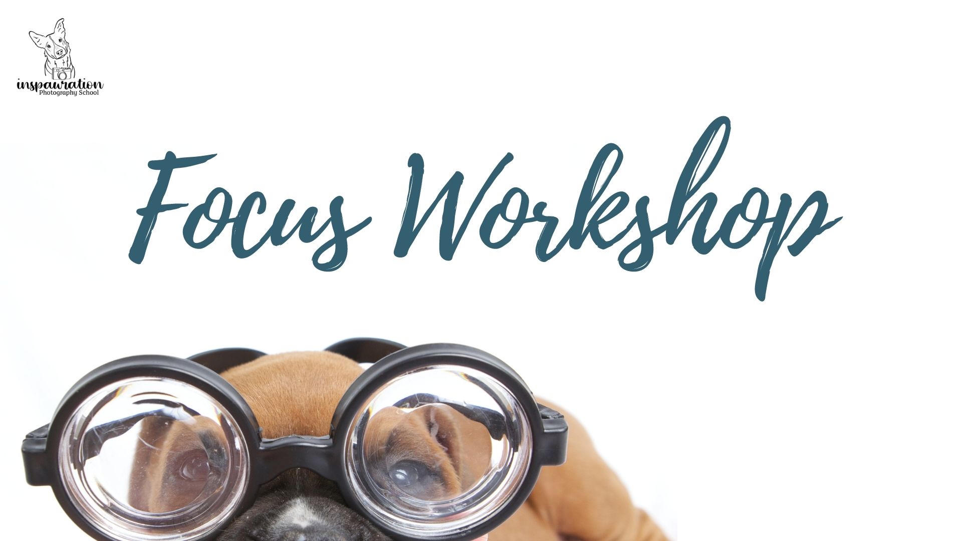 Fur-nose in Focus - Inspawration Photography