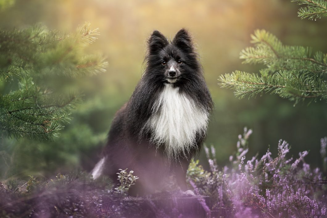 How to Edit Pet Eyes - Inspawration Photography