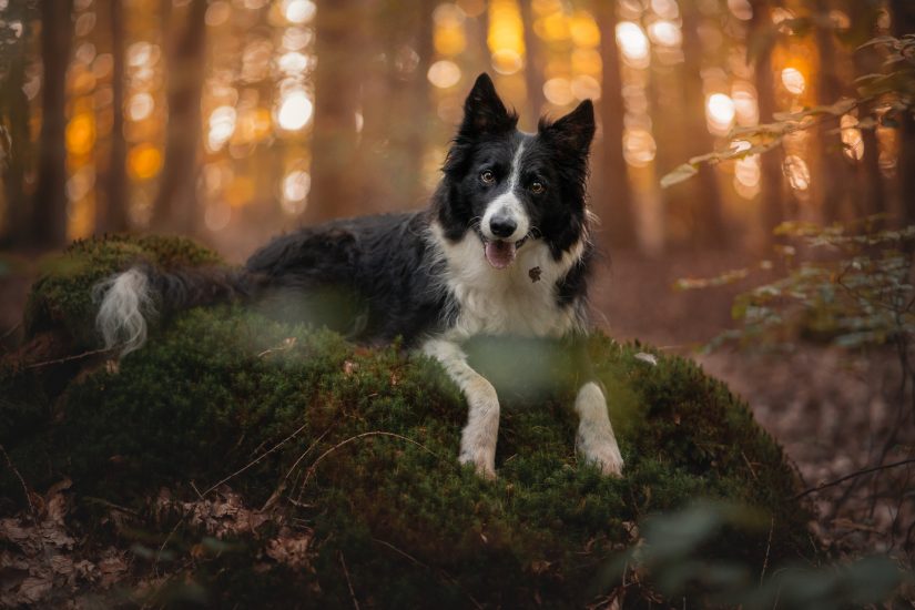 Camera Settings For Perfect Dog Photos - Inspawration Photography