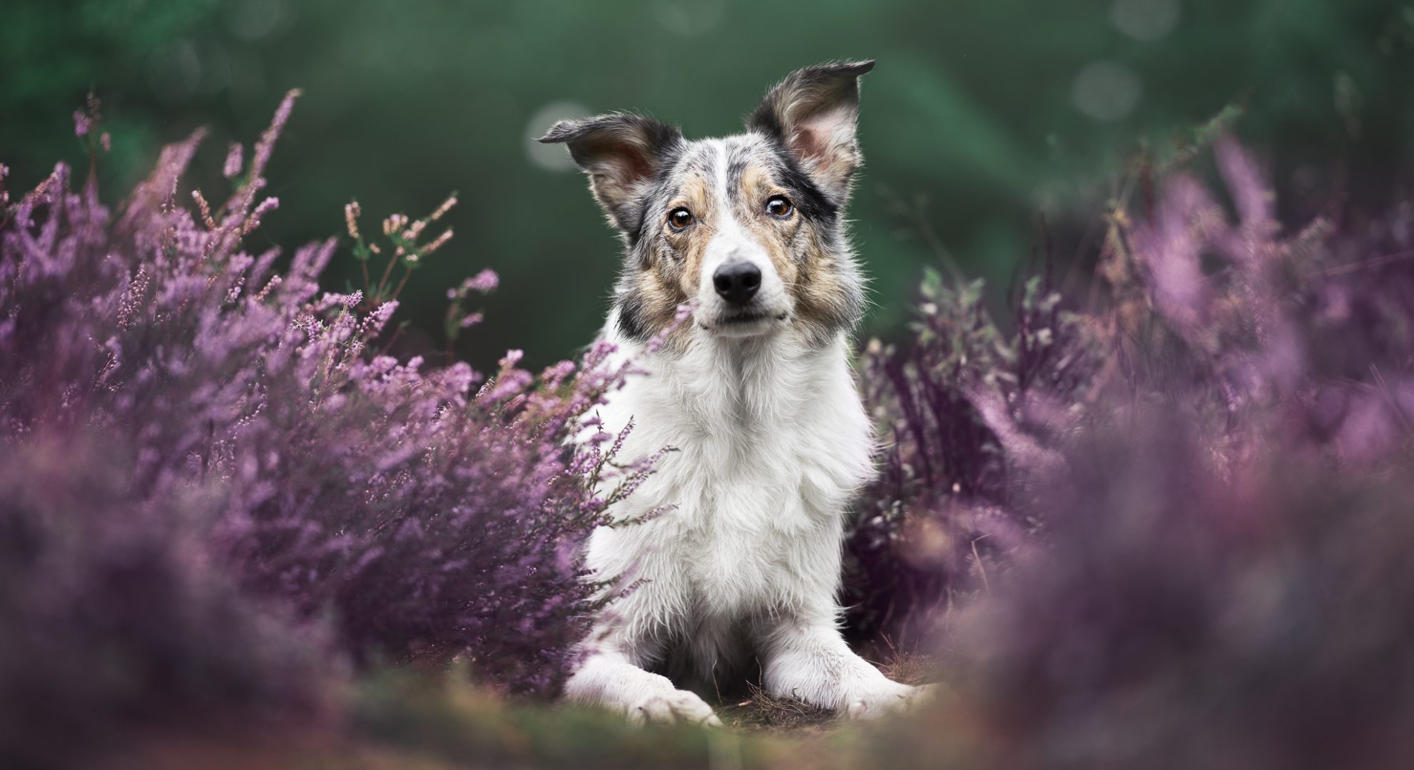 Camera Settings For Perfect Dog Photos - Inspawration Photography