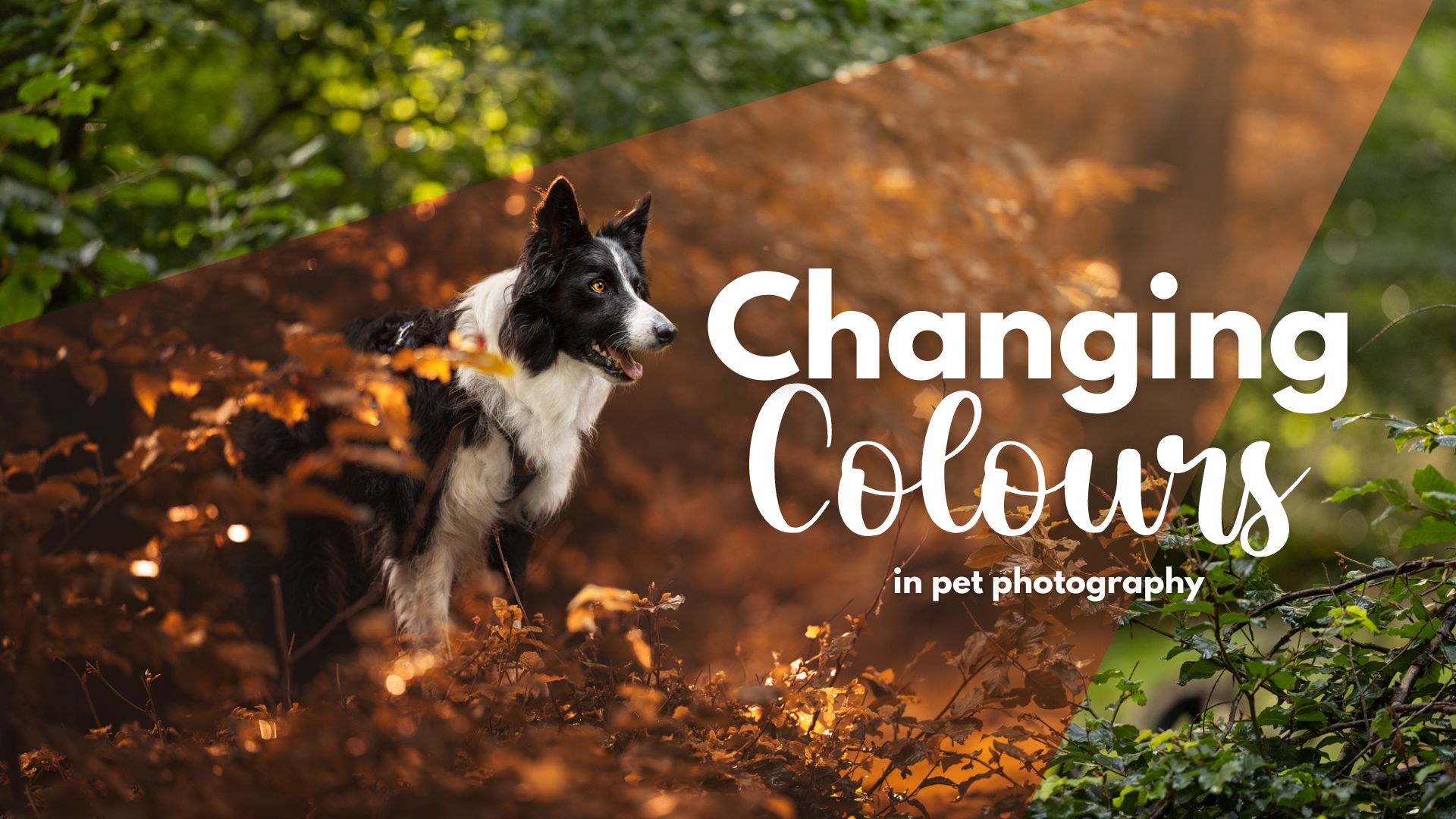 Changing Colours - Inspawration Photography