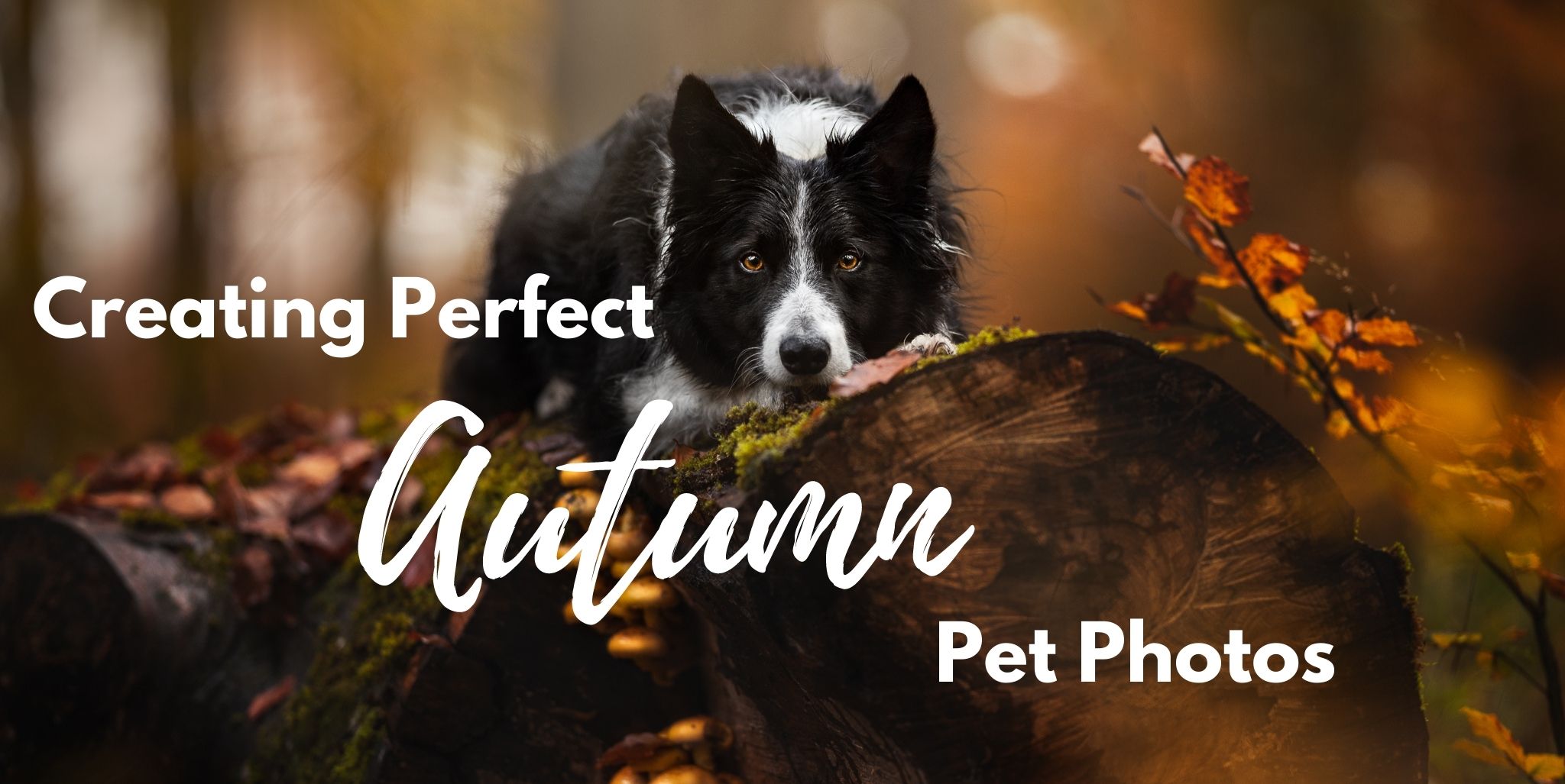 Creating Perfect Autumn Pet Photos - Inspawration Photography