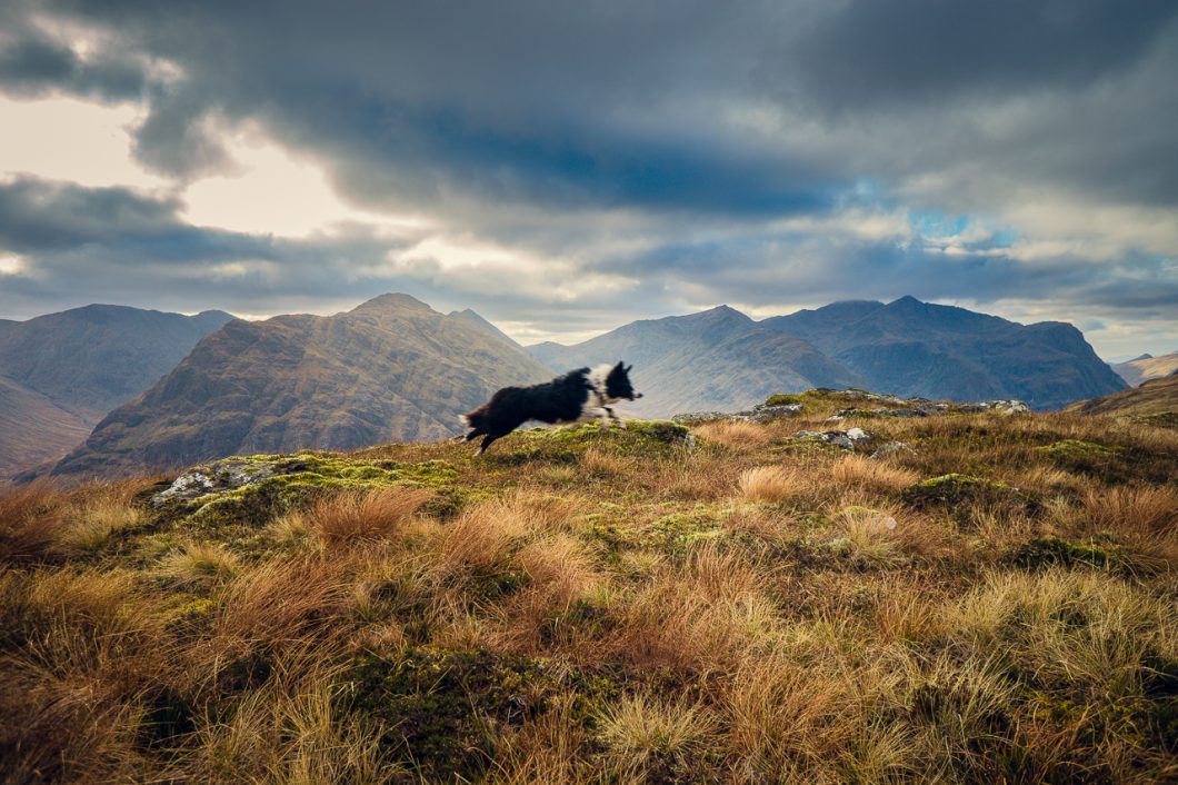 Camera Settings For Perfect Dog Photos - Inspawration Photography