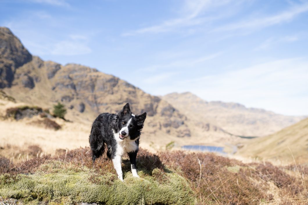 How to Take Photos of Black Dogs - Inspawration Photography