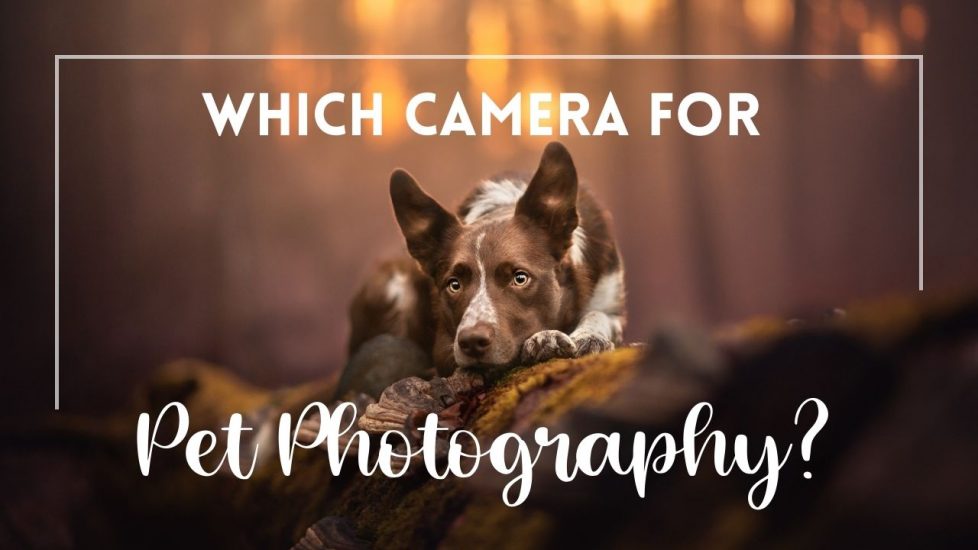 Which Camera Do I Buy for Pet Photography? - Inspawration Photography