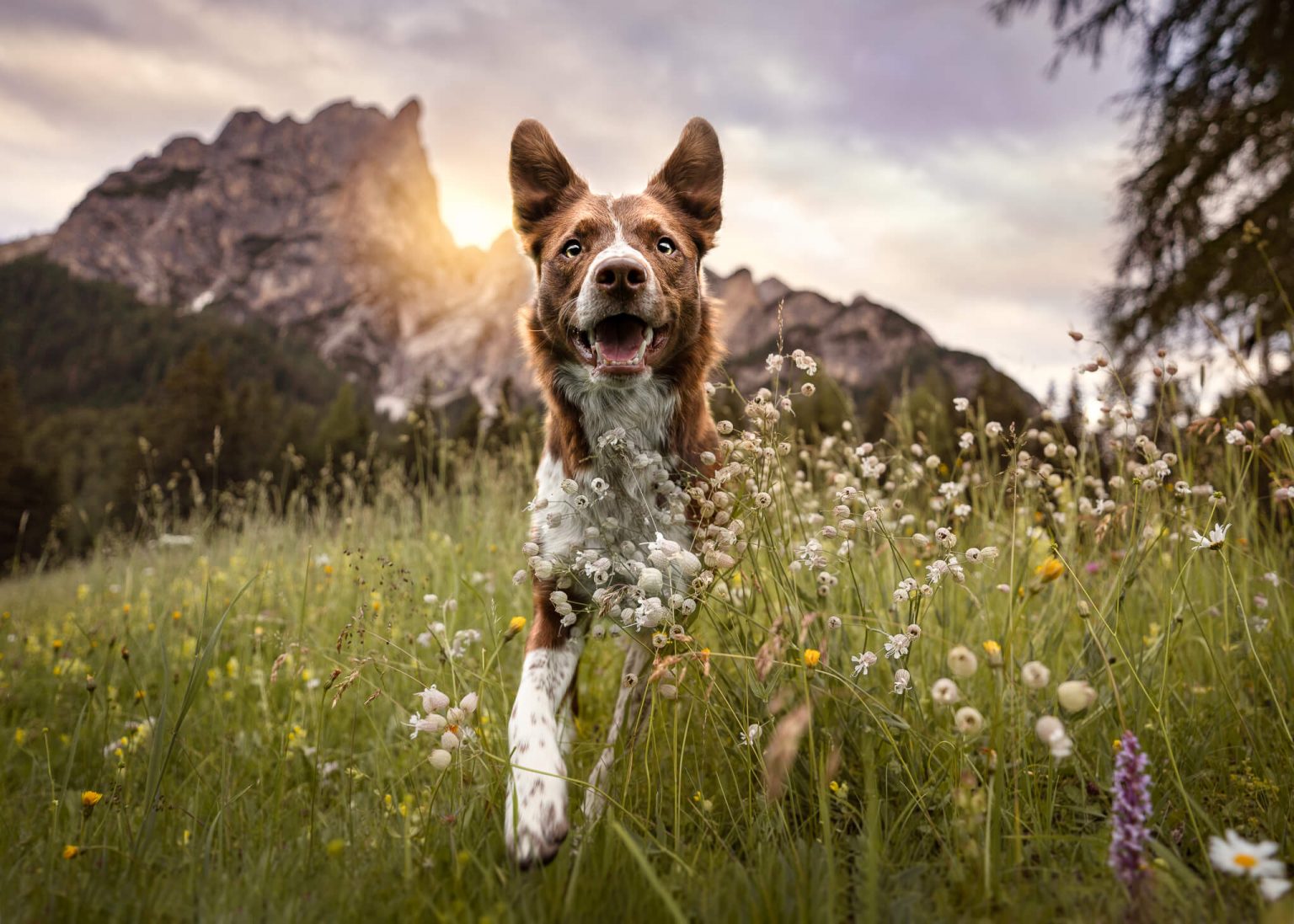 What Lens Is Best for Pet Photography? - Inspawration Photography