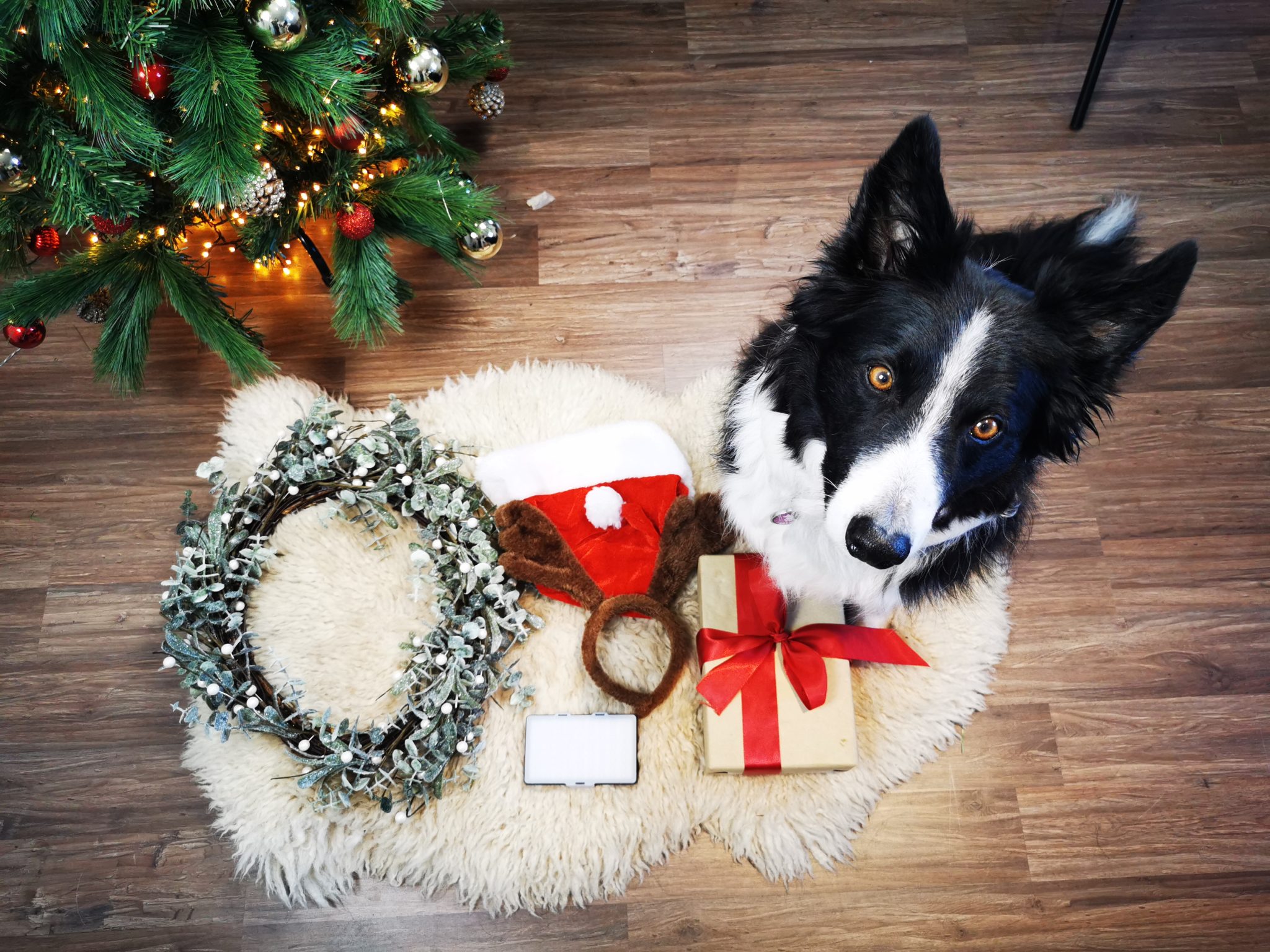 How to Take Dog Christmas Photos - Inspawration Photography