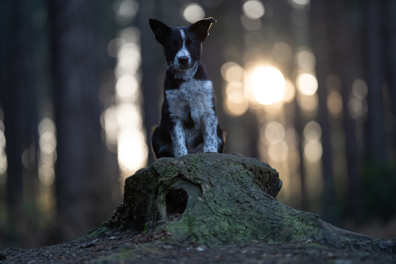 Working with Natural Light in Pet Photos: Background Highlights ... Working with Natural Light in Pet Photos: Background Highlights ...