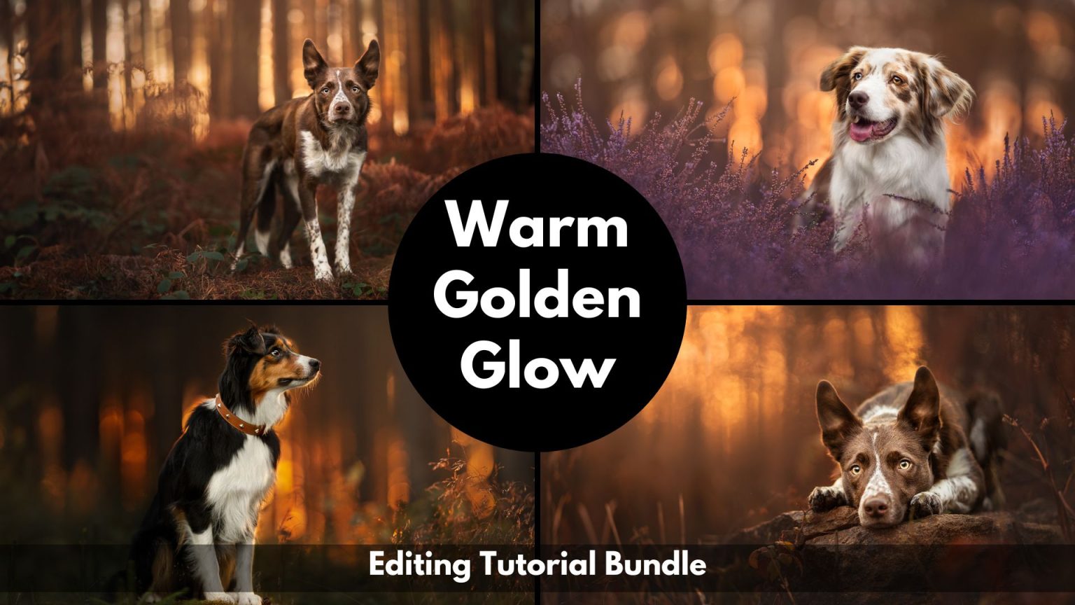 Warm Golden Glow: Editing Tutorial Bundle - Inspawration Photography
