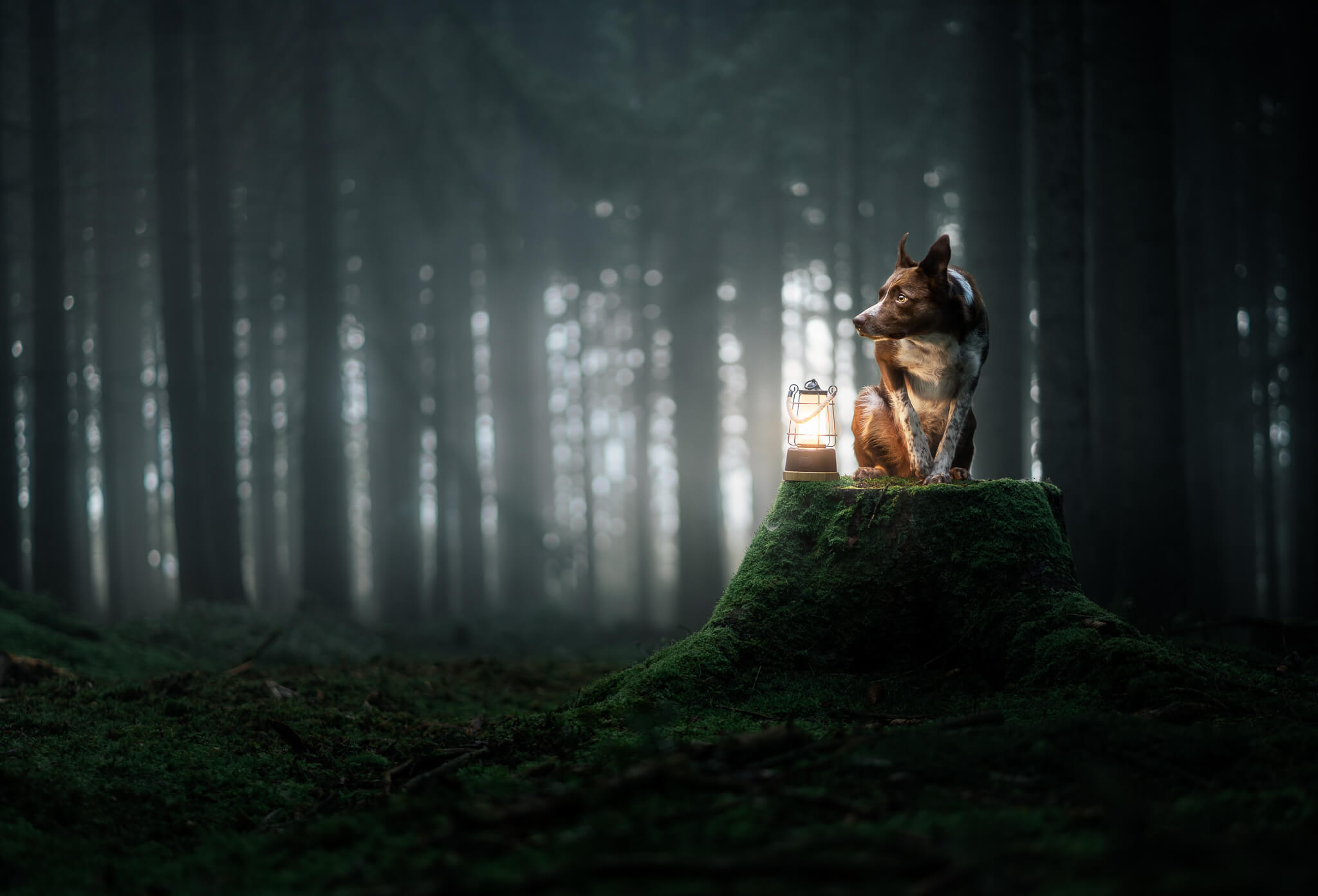 Elements of Taking & Editing Magical Pet Photos - Inspawration Photography