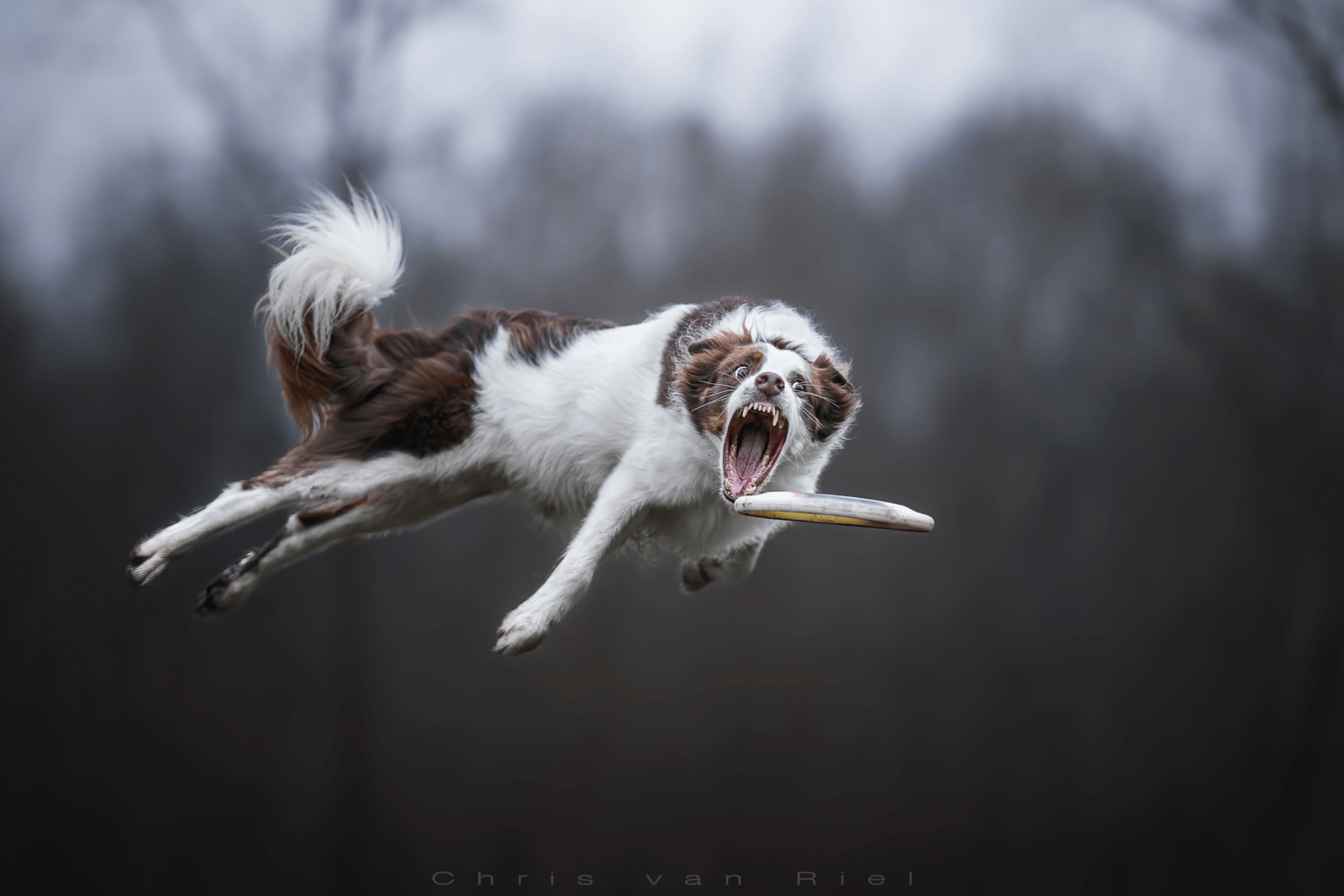 Action Photography Webinars with Chris van Riel - Inspawration Photography