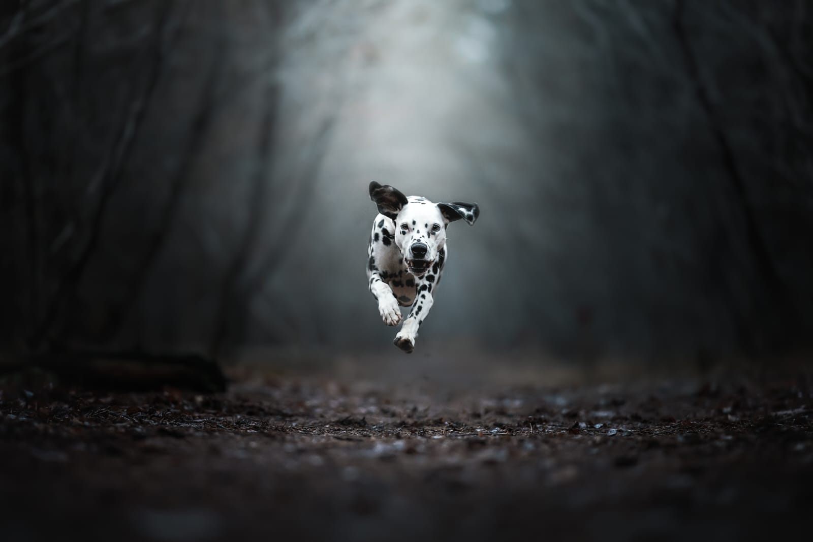 Action Photography Webinars with Chris van Riel - Inspawration Photography