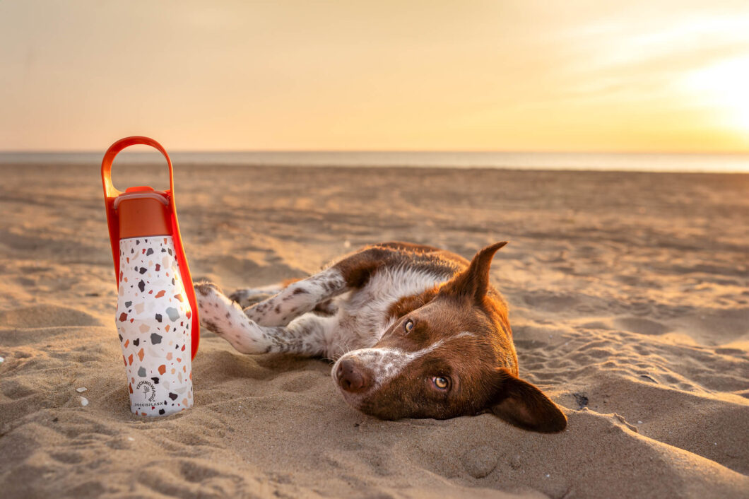 What Lens Is Best for Pet Photography? - Inspawration Photography