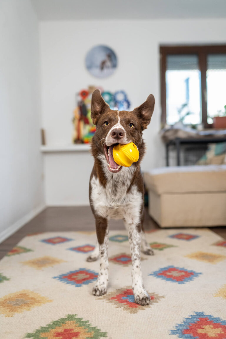 What Lens Is Best for Pet Photography? - Inspawration Photography