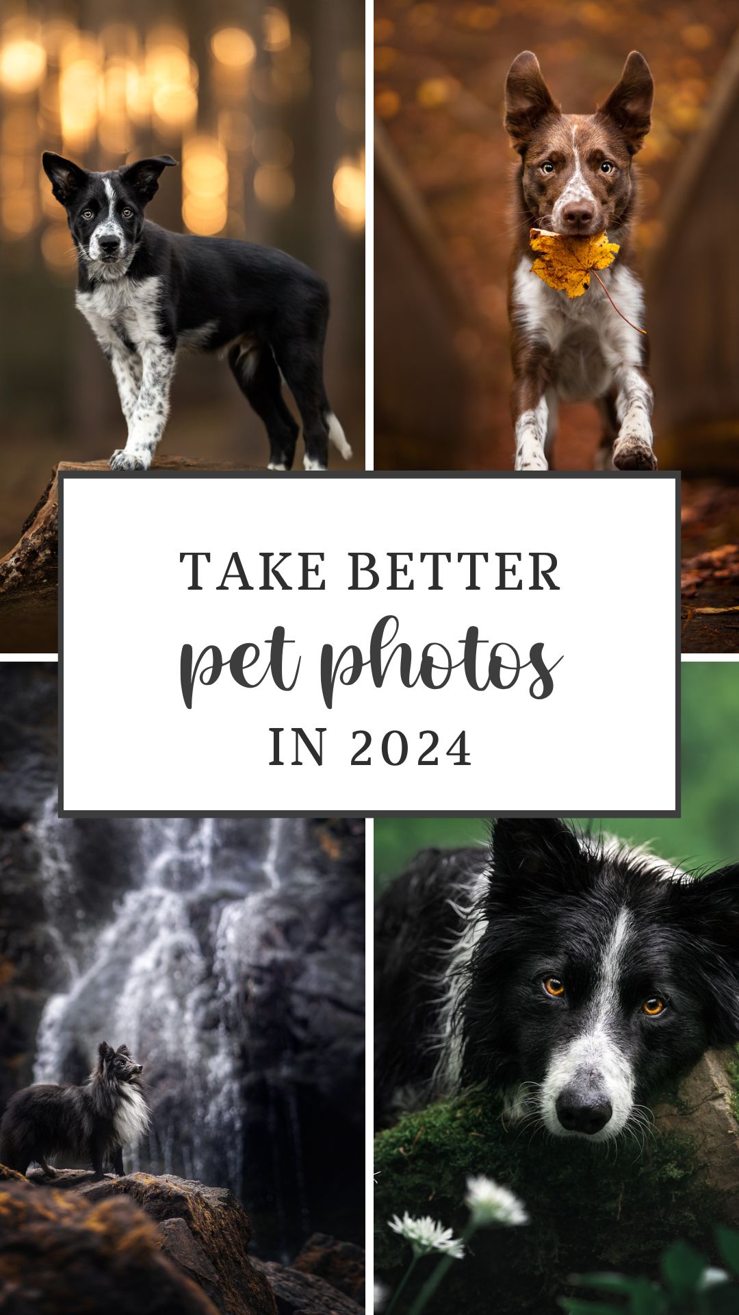 Taking Better Pet Photos in 2024 - Inspawration Photography