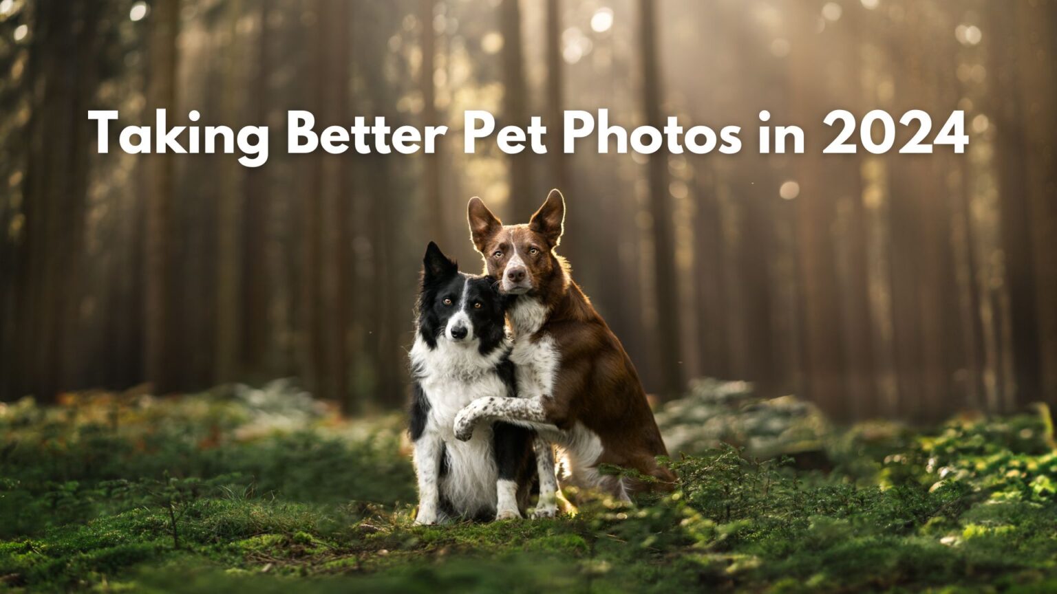 Taking Better Pet Photos in 2024 - Inspawration Photography