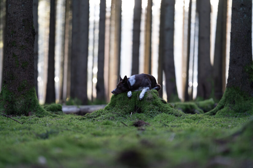 Using Natural Light in Pet Photography - Inspawration Photography