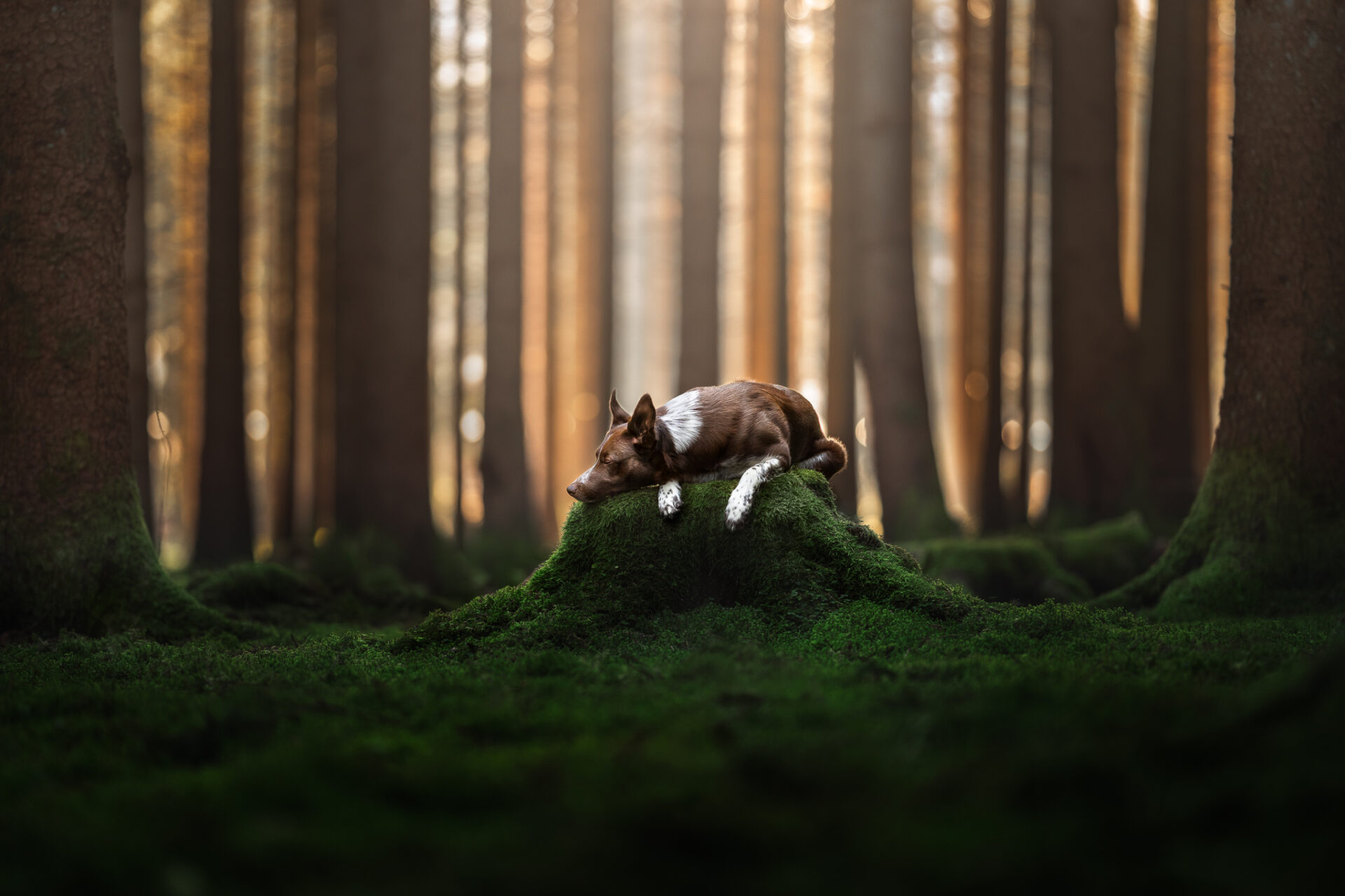 Using Natural Light in Pet Photography - Inspawration Photography