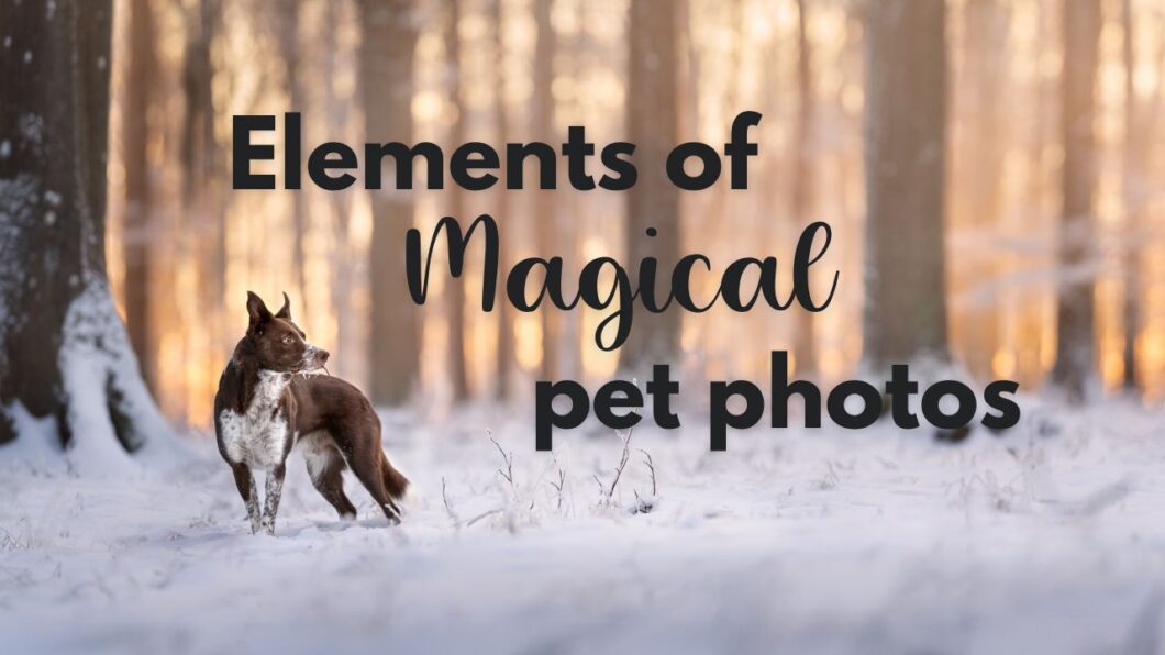 Elements of Taking & Editing Magical Pet Photos - Inspawration Photography