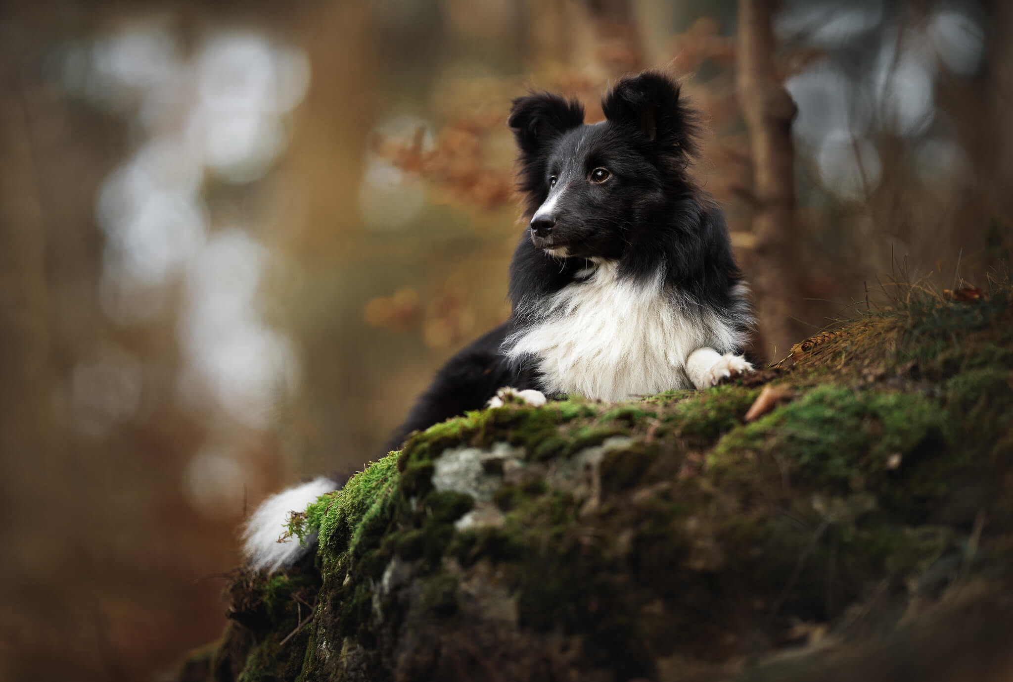 Using Natural Light in Pet Photography - Inspawration Photography