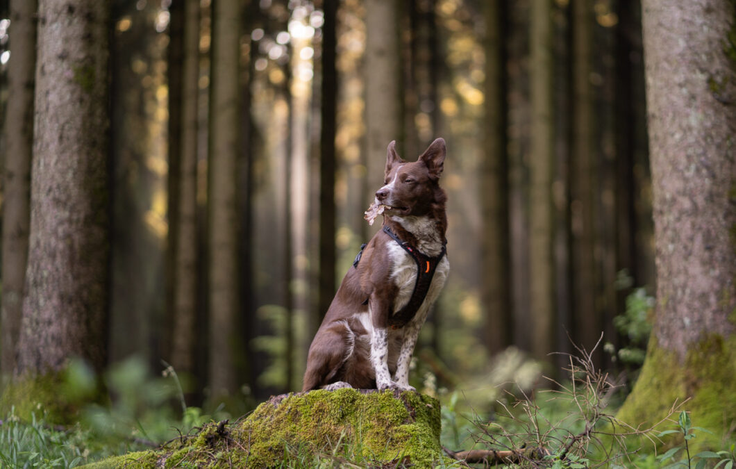 Using Natural Light in Pet Photography - Inspawration Photography